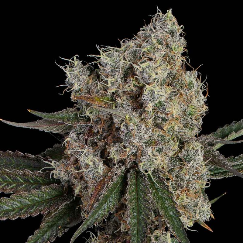 Another Level Strain – Happy Valley Genetics