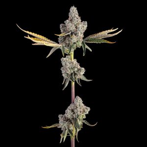Overtime Strain – Happy Valley Genetics