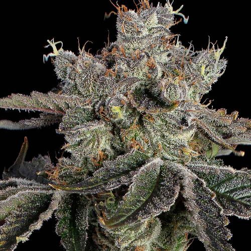 Sweet 16 Strain – Happy Valley Genetics