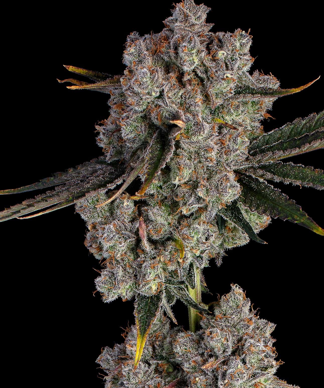 About Happy Valley Genetics - Happy Valley Genetics
