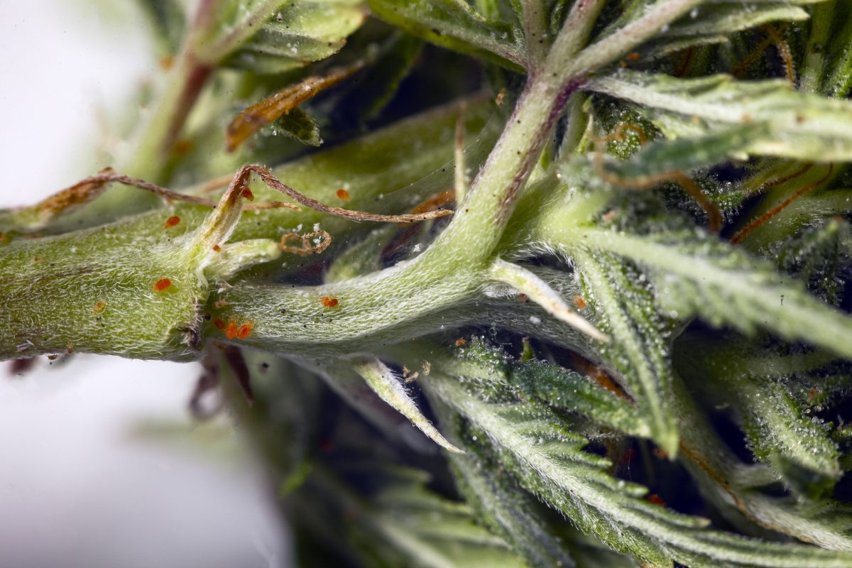Complete Guide to the Most Common Cannabis Pests
