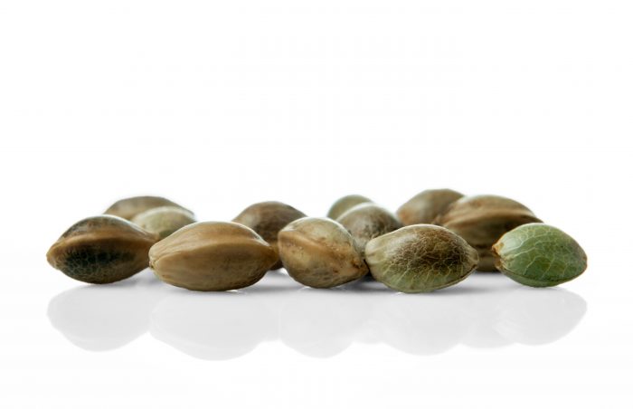 What Do Cannabis Seeds Look Like?
