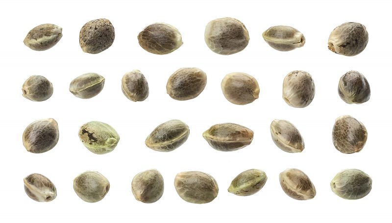What Do Cannabis Seeds Look Like