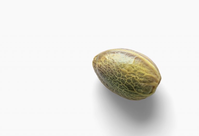 What Do Cannabis Seeds Look Like?