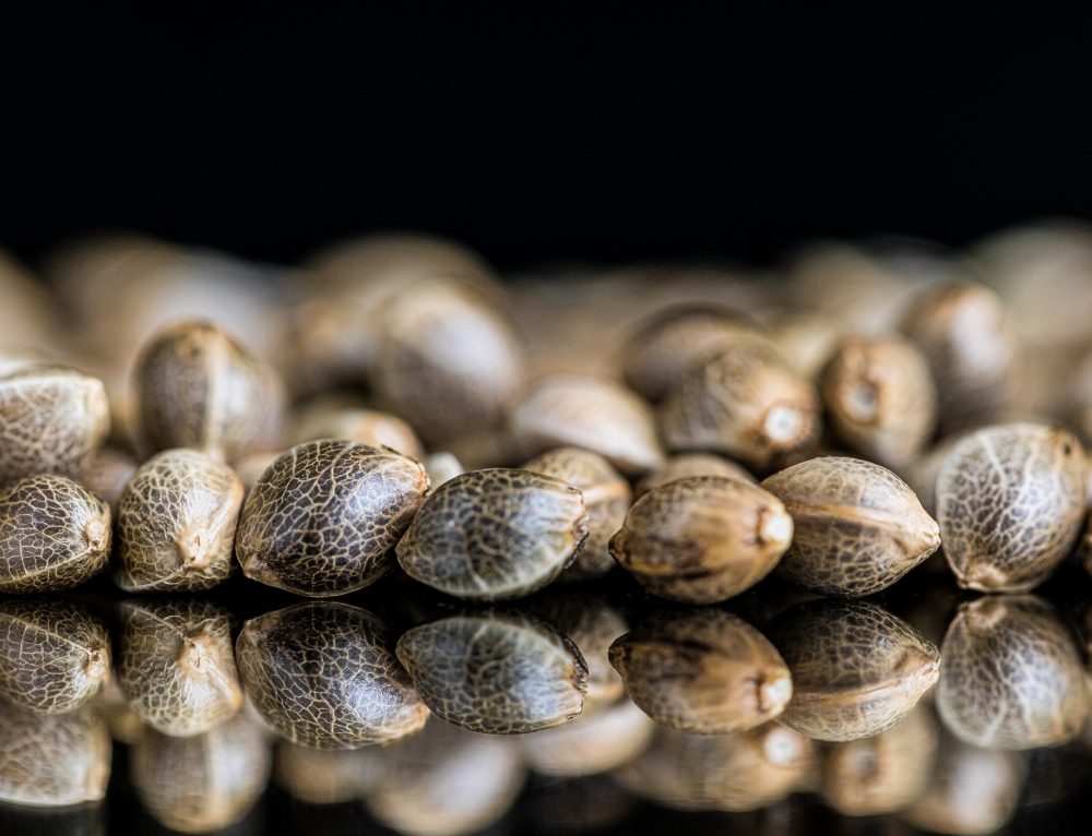 Tips For Growing Photoperiod Cannabis Plants Indoors